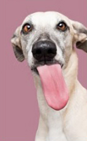 Solved: Adobe Dog Photo... - Adobe Community - 13550598