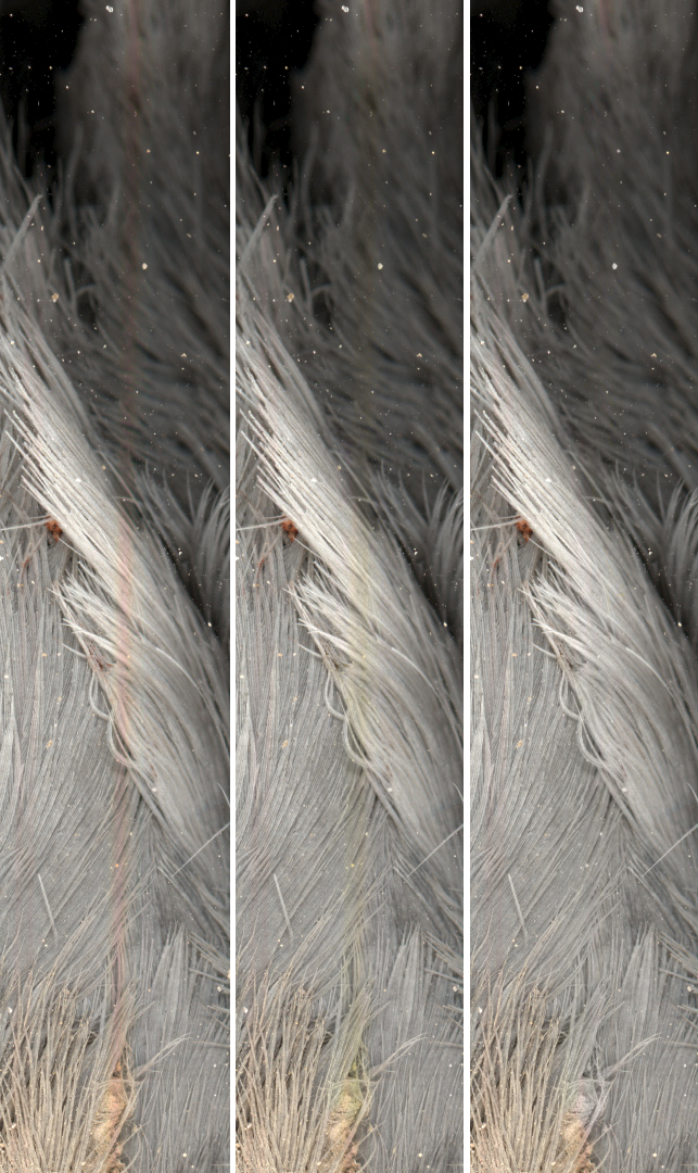 Solved: How to remove vertical translucent line caused by ... - Adobe ...