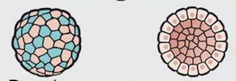 Solved: Help with drawing irregular spheres with grids - Adobe Support ...