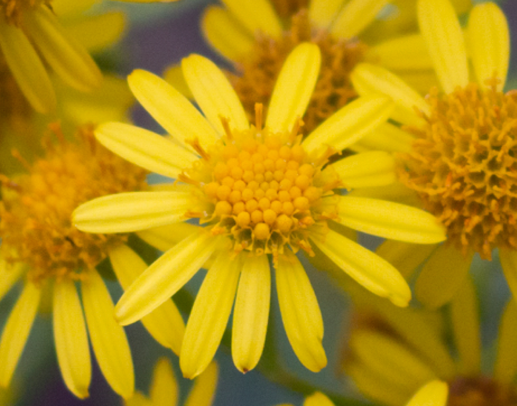 Why image becomes darker and too much contrast whe... - Adobe Community ...