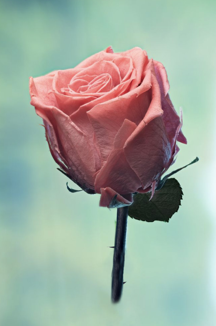 Finish the steam of the rose with photoshop.HOW? - Adobe Product ...