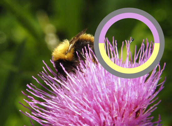 Solved: Color picker does not show sampling ring preview [... - Adobe ...