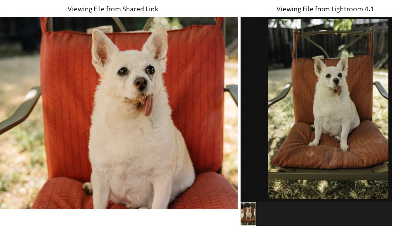 Solved: In-Application Images Look Desaturated, look norma... - Adobe ...