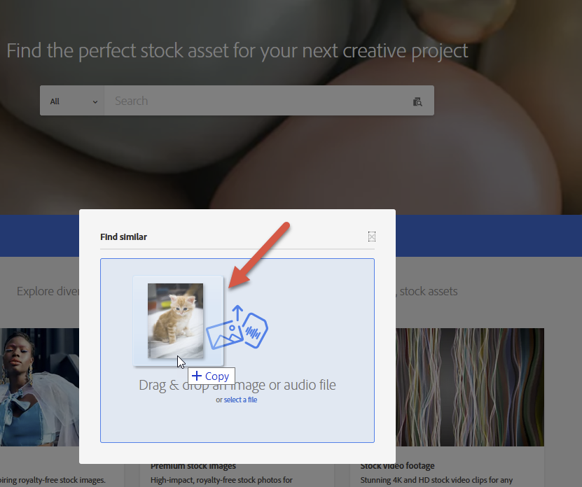 Look up a photo by Adobe Stock file name - Adobe Product Community ...