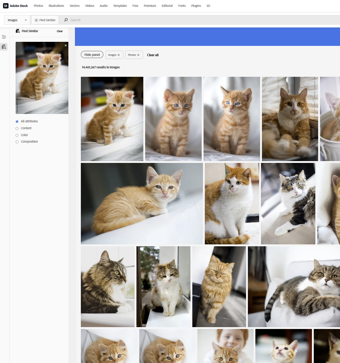 Look up a photo by Adobe Stock file name - Adobe Product Community ...