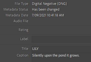 Solved: Adding captions to images - Adobe Product Community - 13109976