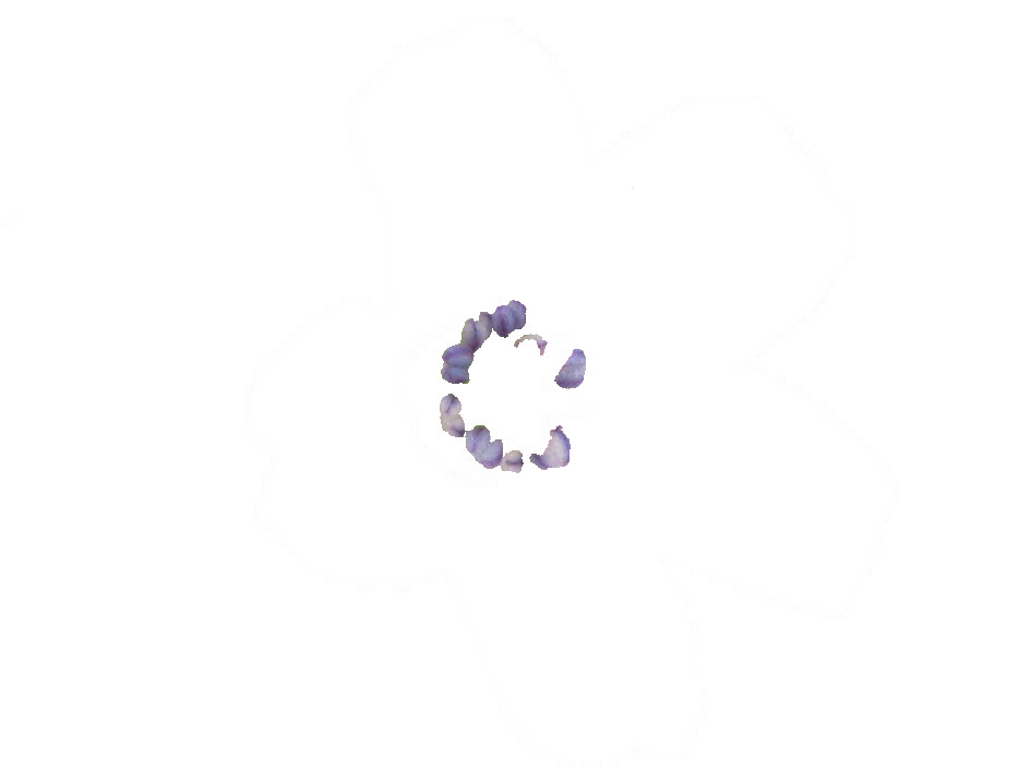 Automating Image Segmentations From Multiple Input Adobe Community
