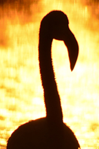 Solved: Crisp picture, no filters, $5000 glass, is your co... - Adobe ...