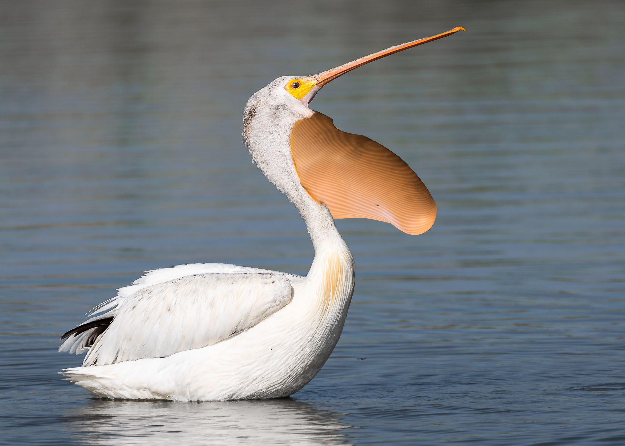 Something for the Weekend - Part 185 - All clogged... - Adobe Product ...