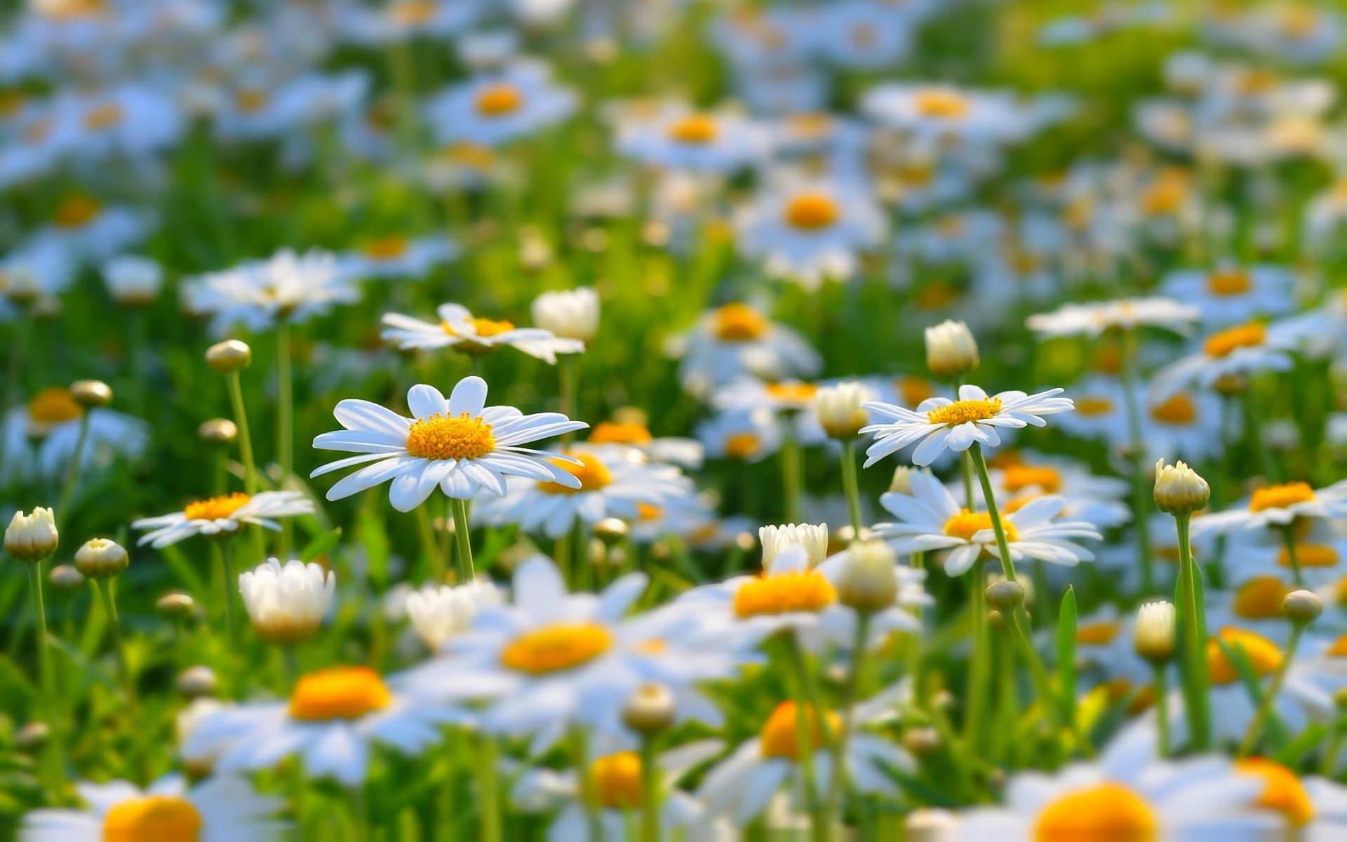 Add a Color Overlay view option for Blend if - Adobe Product Community ...