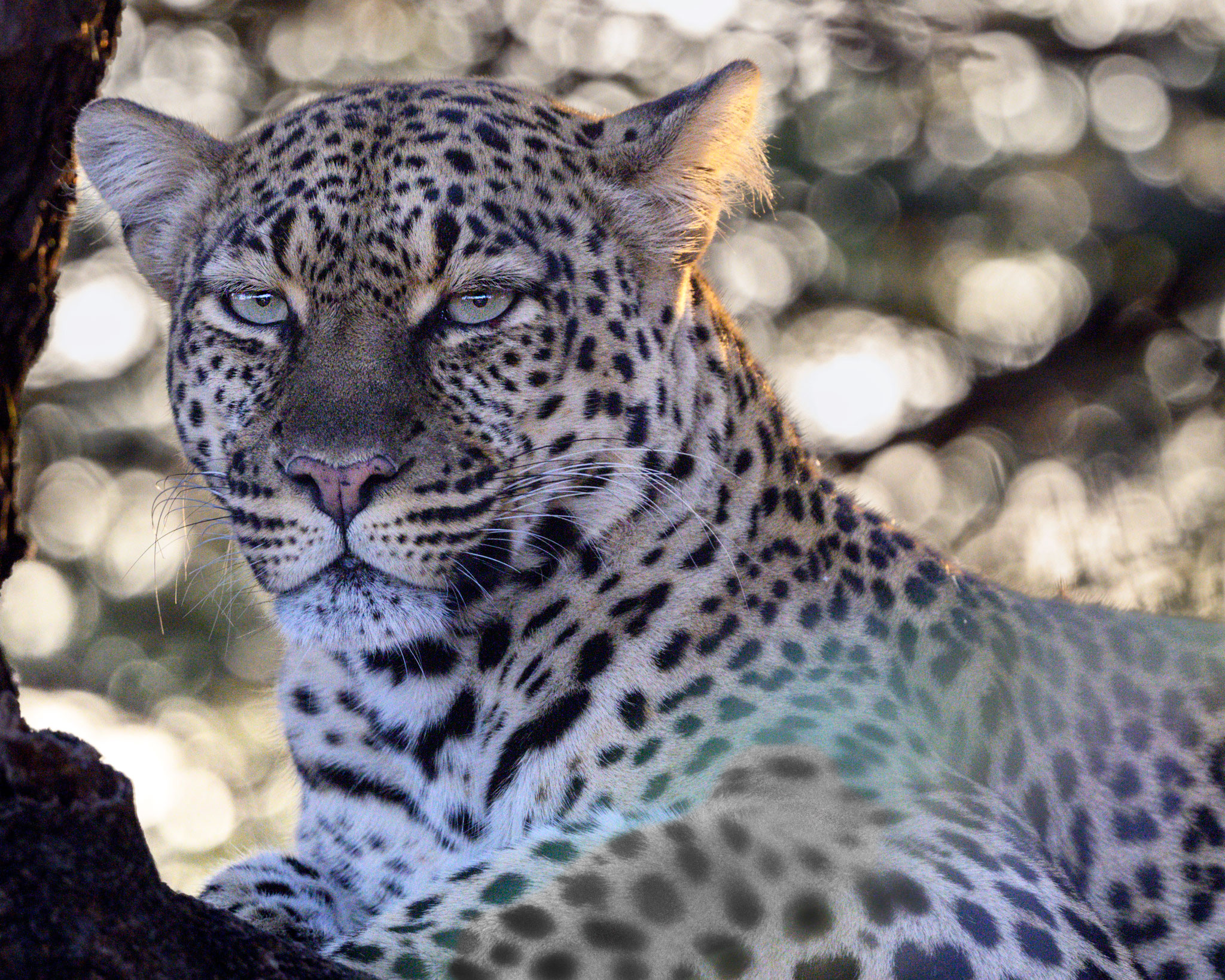 Solved: Need help please. I am stumped with this leopard! - Adobe ...