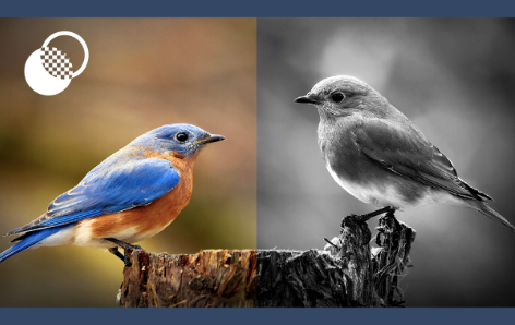 Photoshop 24.5 is now available - Adobe Product Community - 13809492