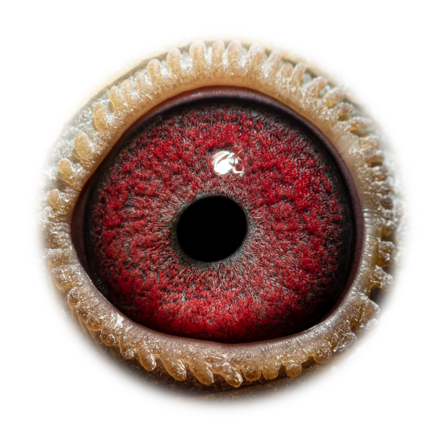 Pigeon Eye Photography issues with reflection? - Adobe Product ...