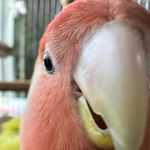 Re: PDFをリネームして配置しようとしたら、1枚目しか配置されません。 - Adobe Product Community - 13959845