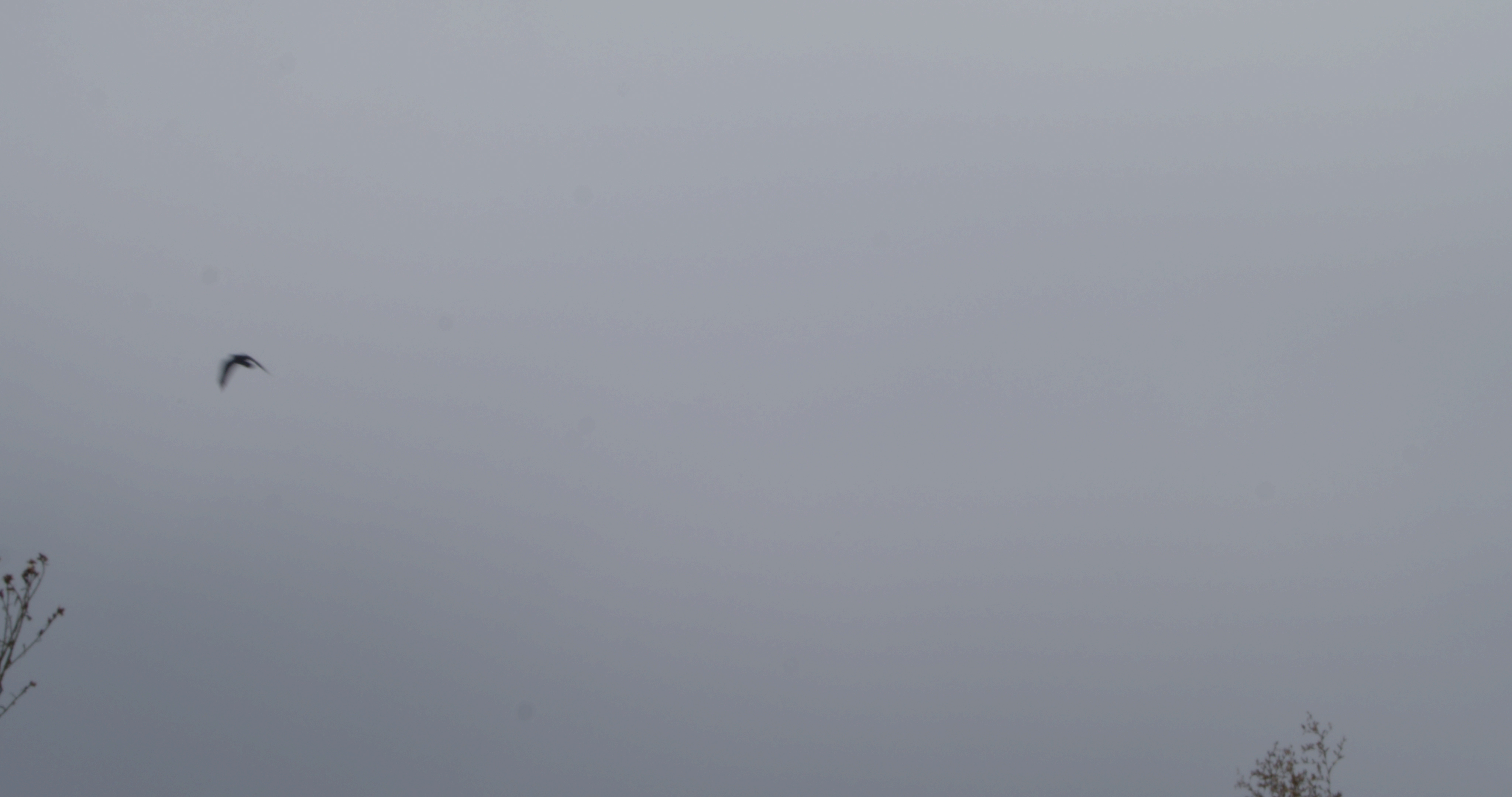 Problem with Blackmagic pocket 4K Gen5 color in Pr... - Adobe Community ...