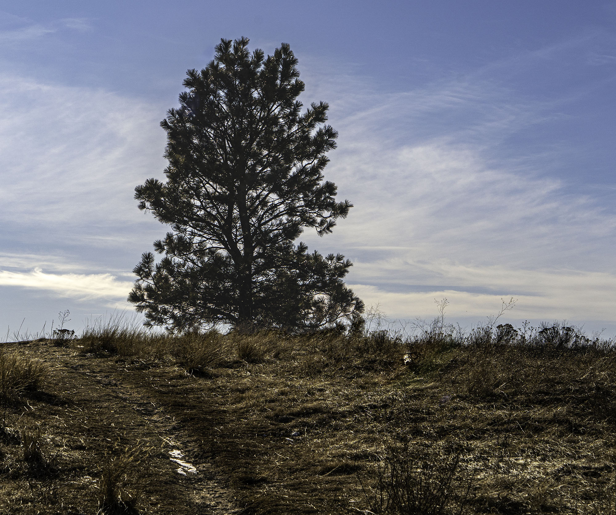 Solved: Select a pine tree to edit the tree - Adobe Product Community ...