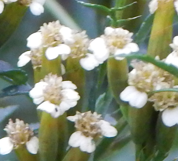 Photos rejected quality issues - Adobe Community - 15261328